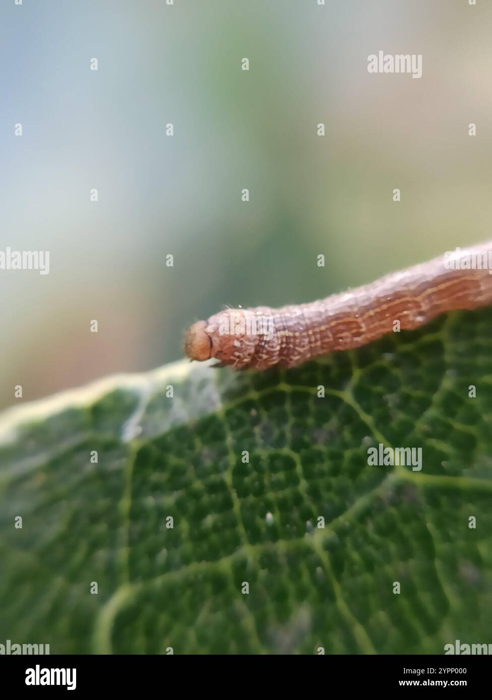 Geometer Moths (Geometridae Stock Photo - Alamy