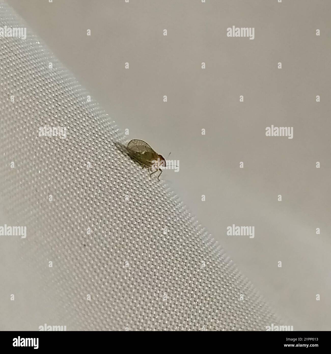 Psylloidea hi-res stock photography and images - Alamy