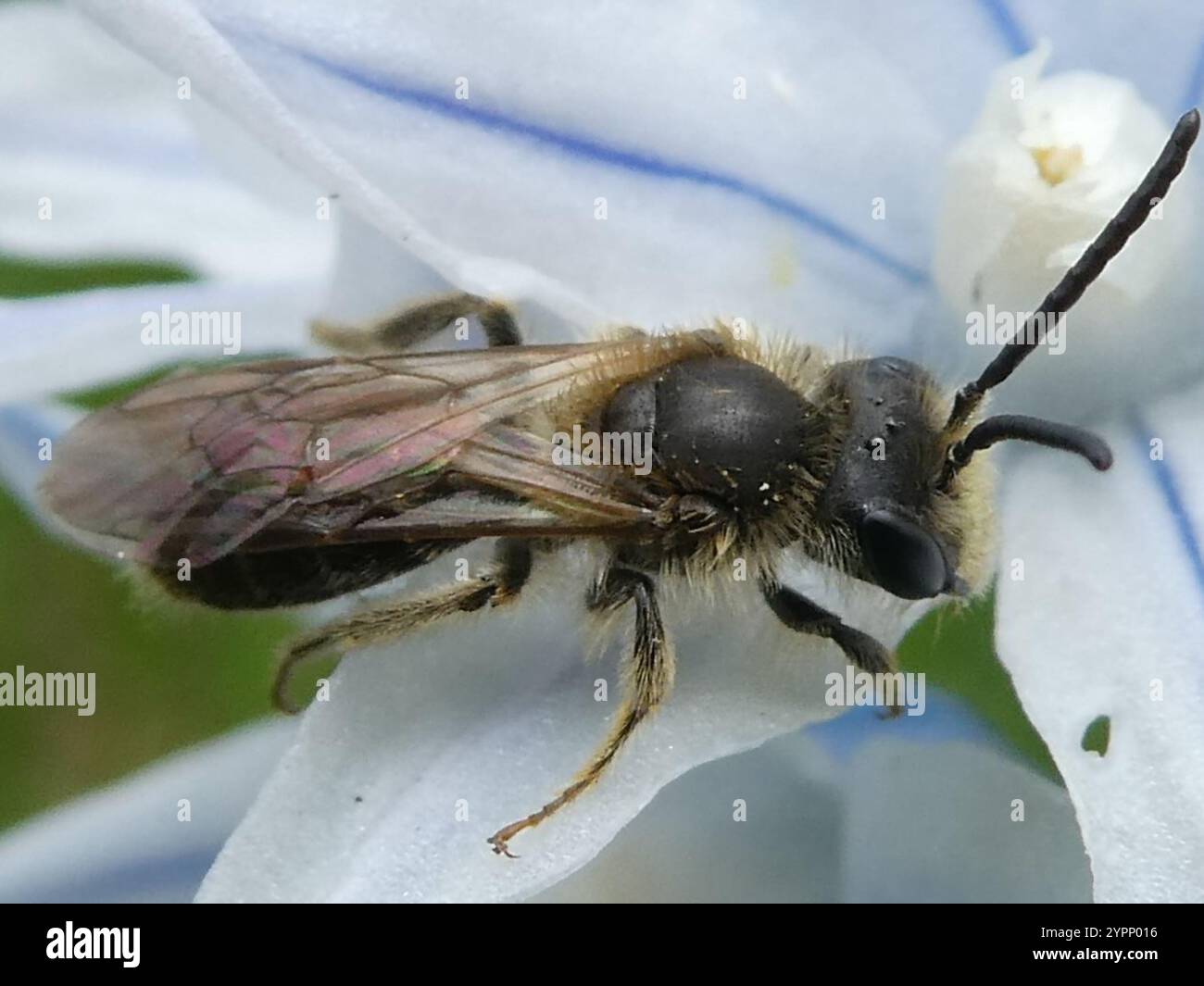 Smooth-faced Miner Bee (Andrena miserabilis Stock Photo - Alamy