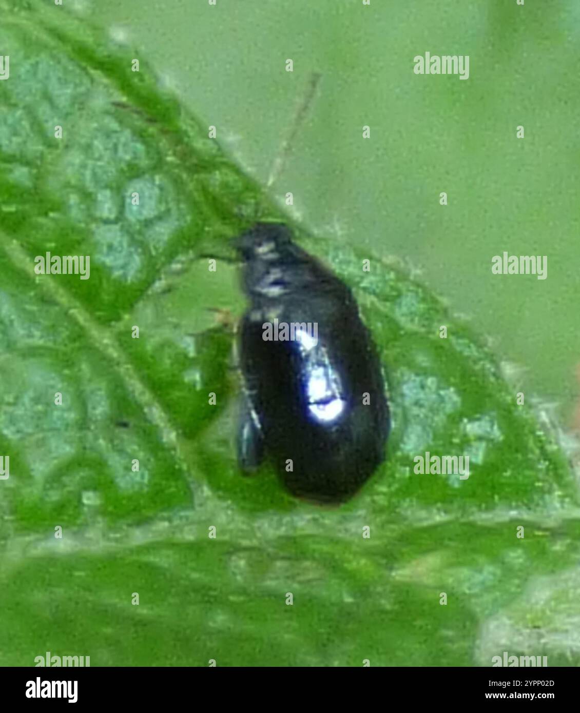 Flea Beetles (Alticini Stock Photo - Alamy