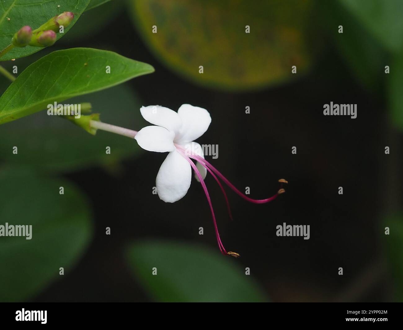 scrambling clerodendrum (Volkameria inermis Stock Photo - Alamy