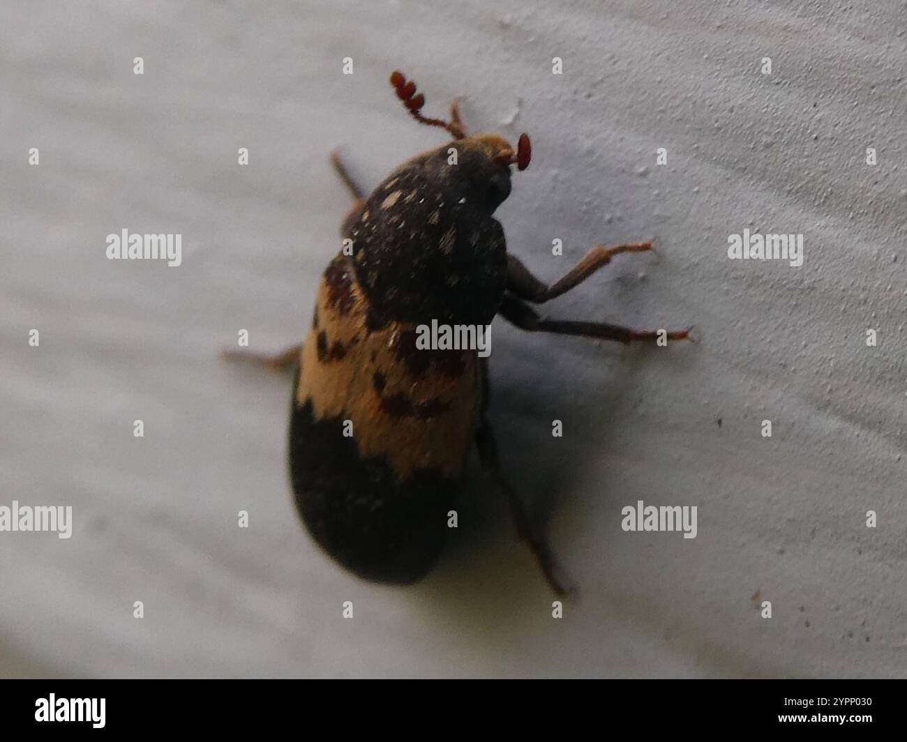 Larder Beetle (Dermestes lardarius Stock Photo - Alamy