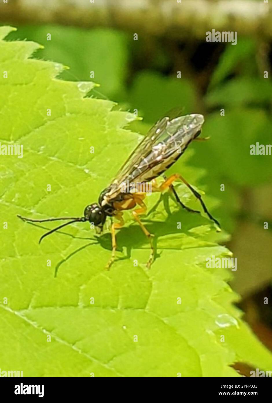 Sawflies, Horntails, and Wood Wasps (Symphyta Stock Photo - Alamy