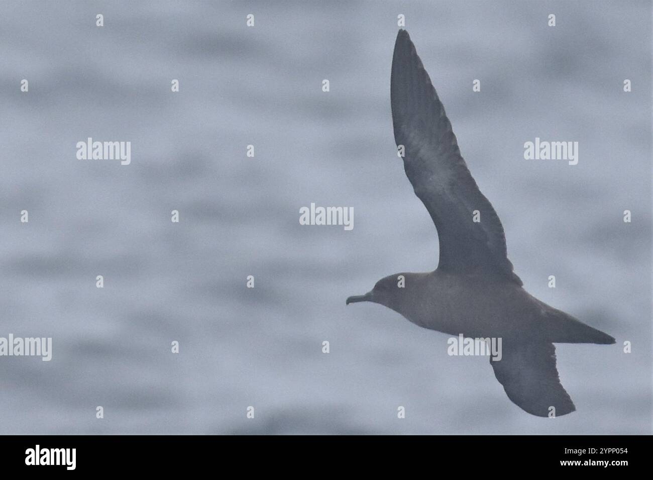 Sooty Shearwater (Ardenna grisea Stock Photo - Alamy