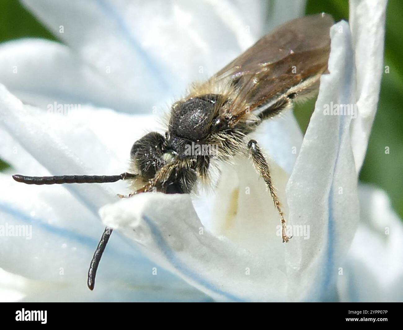 Smooth-faced Miner Bee (Andrena miserabilis Stock Photo - Alamy