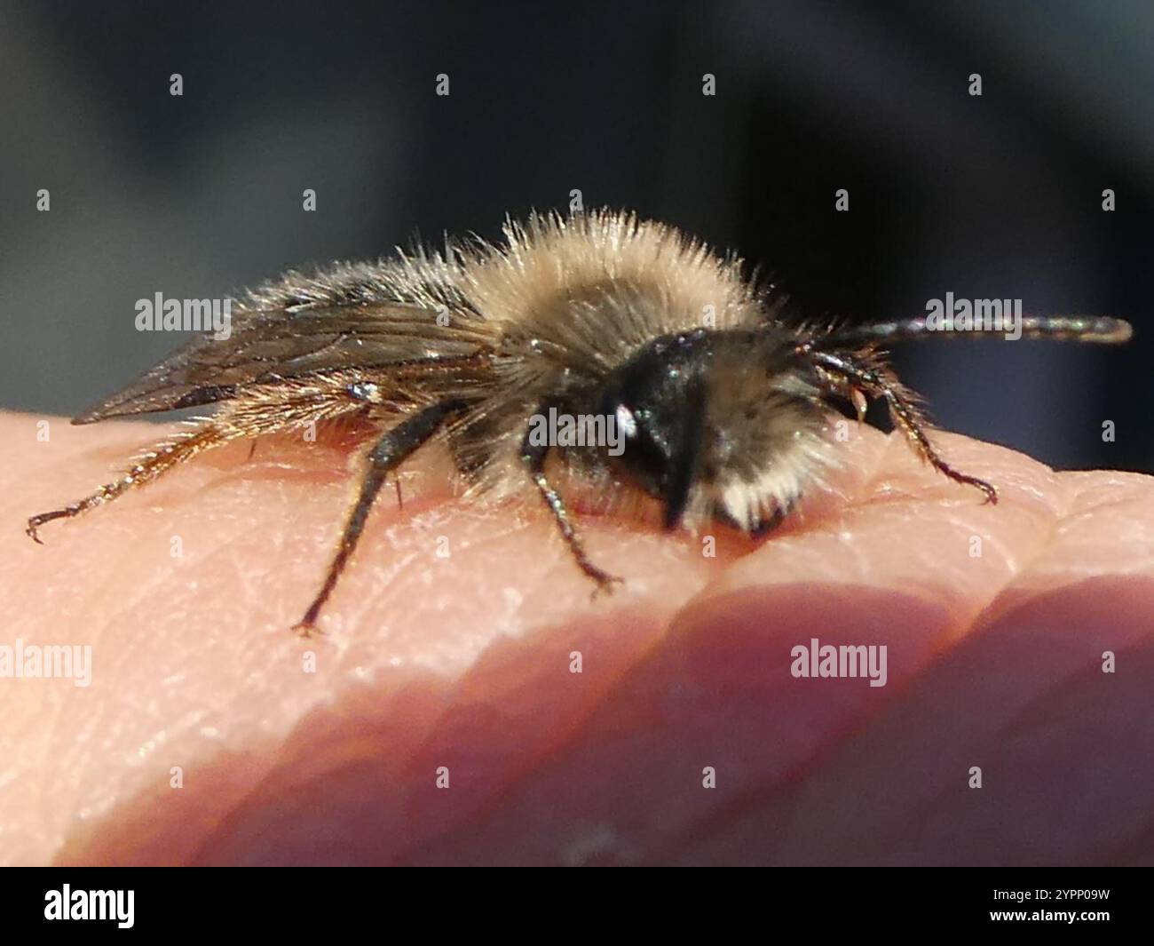 Frigid Mining Bee (Andrena frigida Stock Photo - Alamy