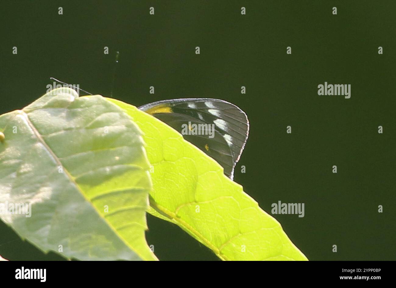 Yellow-spotted Jezebel (Delias nysa Stock Photo - Alamy