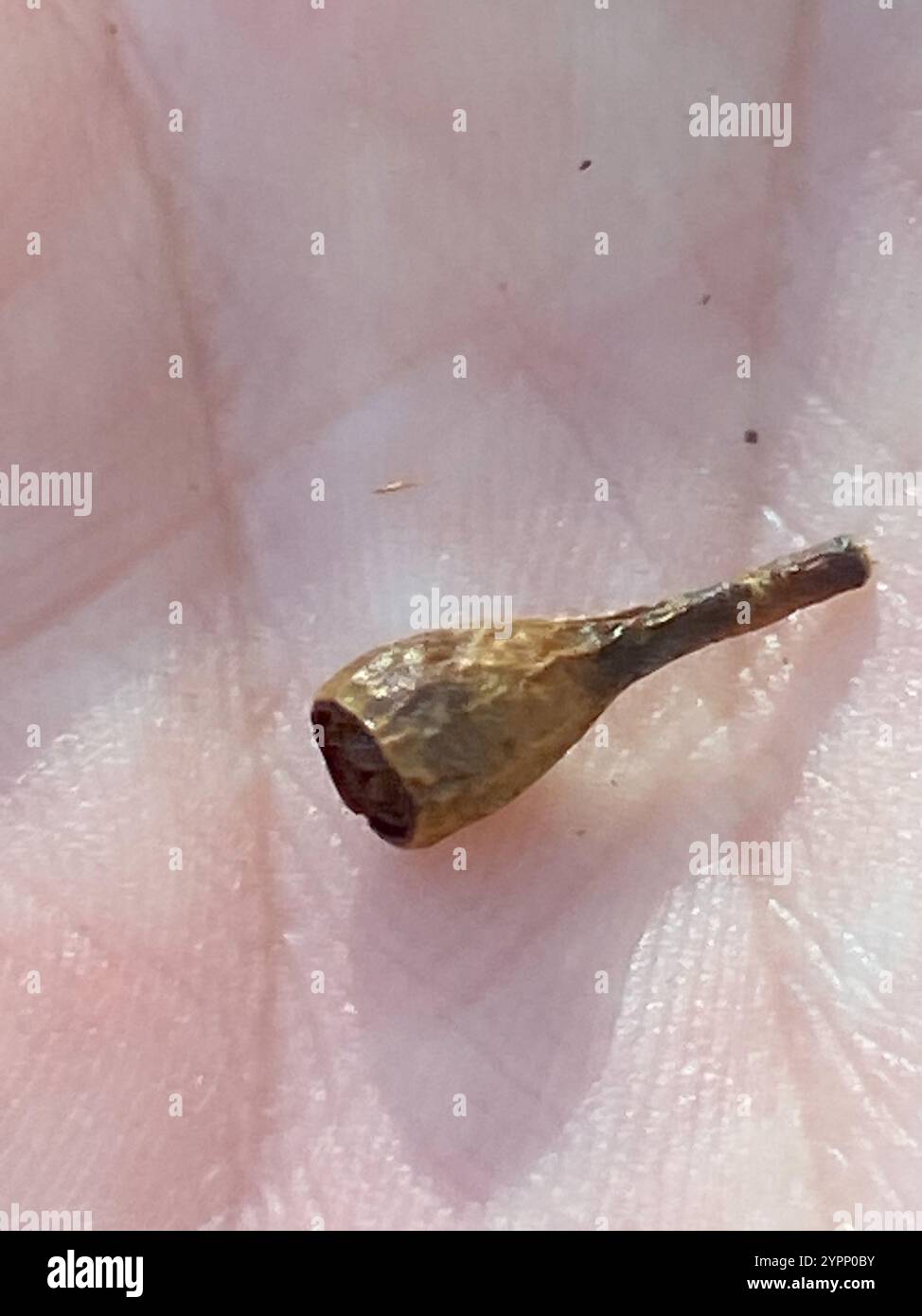 Tallowwood (Eucalyptus microcorys Stock Photo - Alamy