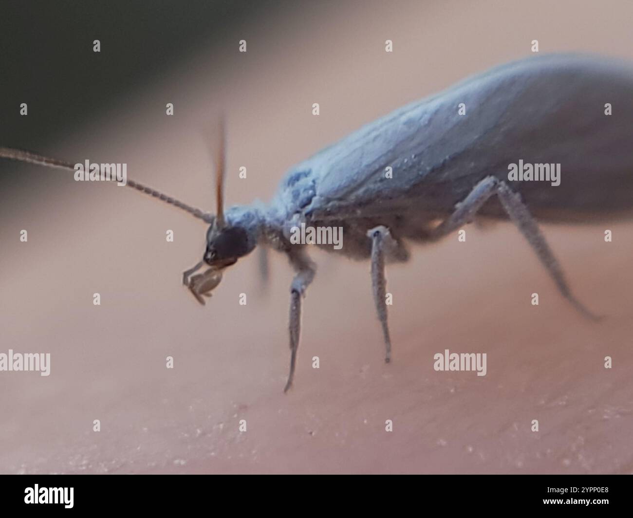 Dusty-winged Lacewings (Coniopterygidae Stock Photo - Alamy