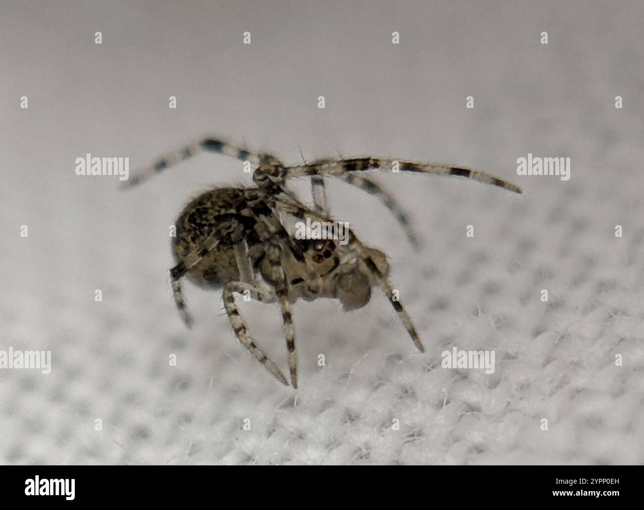 Comb-footed Spiders (Theridiidae Stock Photo - Alamy