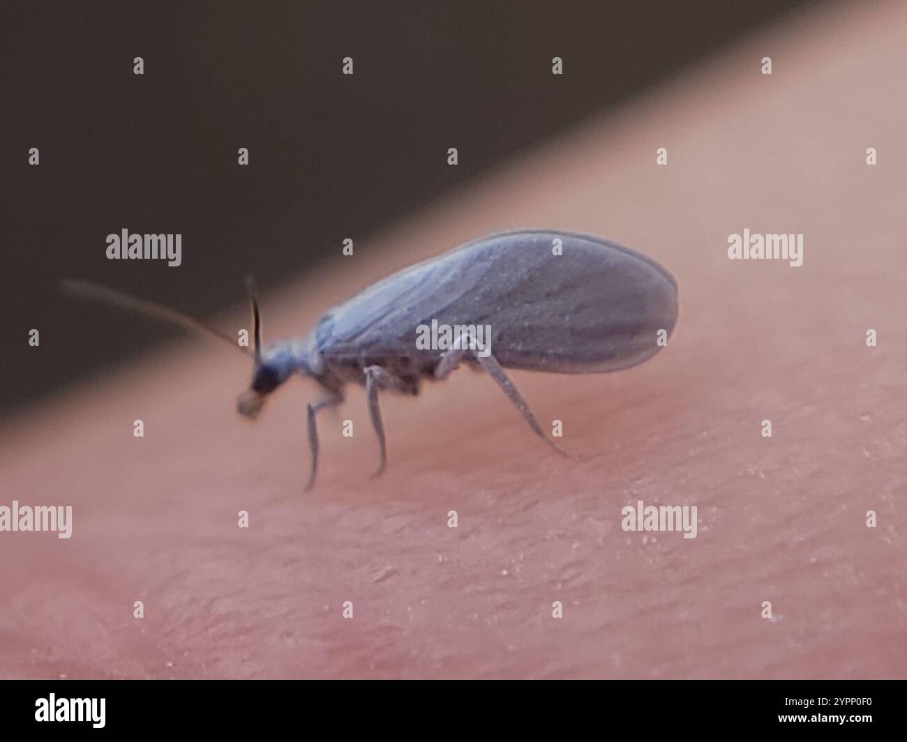 Dusty-winged Lacewings (Coniopterygidae Stock Photo - Alamy