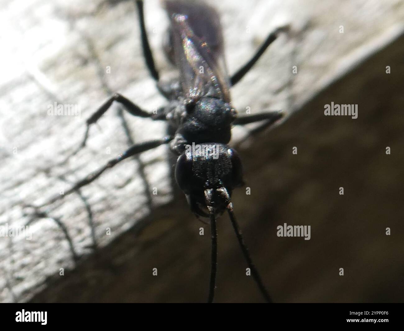 Spider Wasps (Pompilidae Stock Photo - Alamy