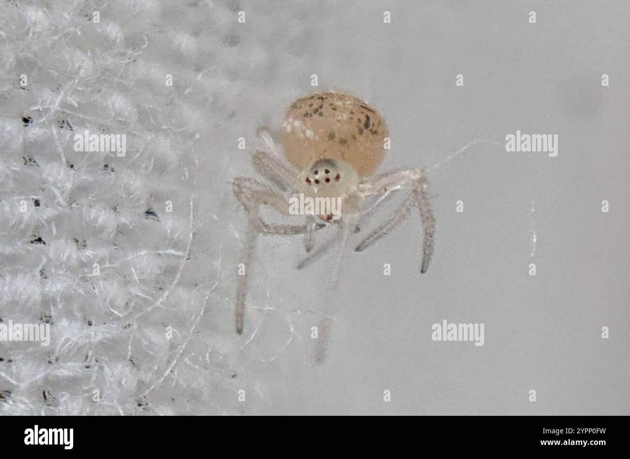 Sputnik Spider (Paidiscura pallens Stock Photo - Alamy