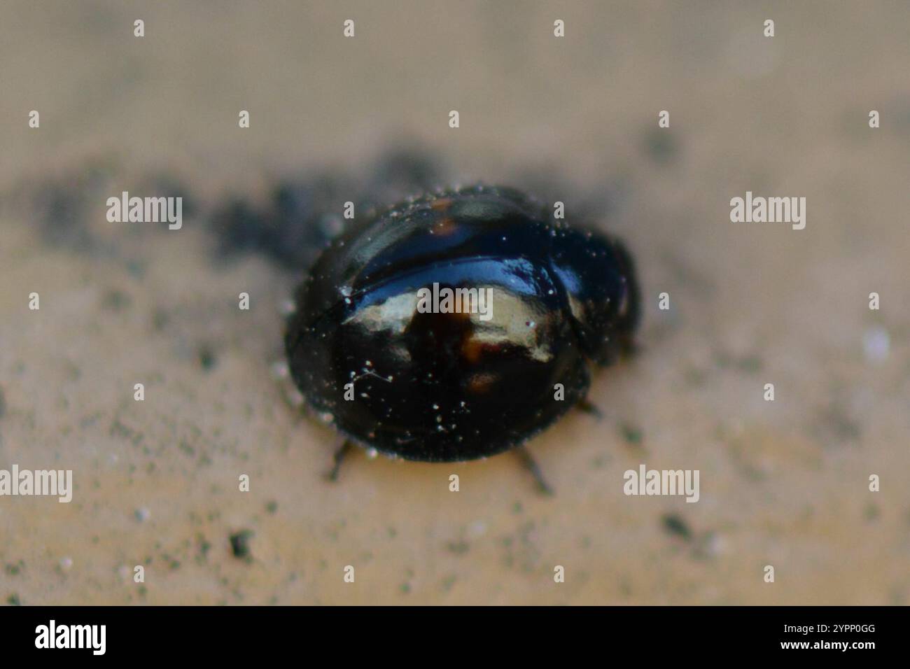 Chilocorus bipustulatus hi-res stock photography and images - Alamy