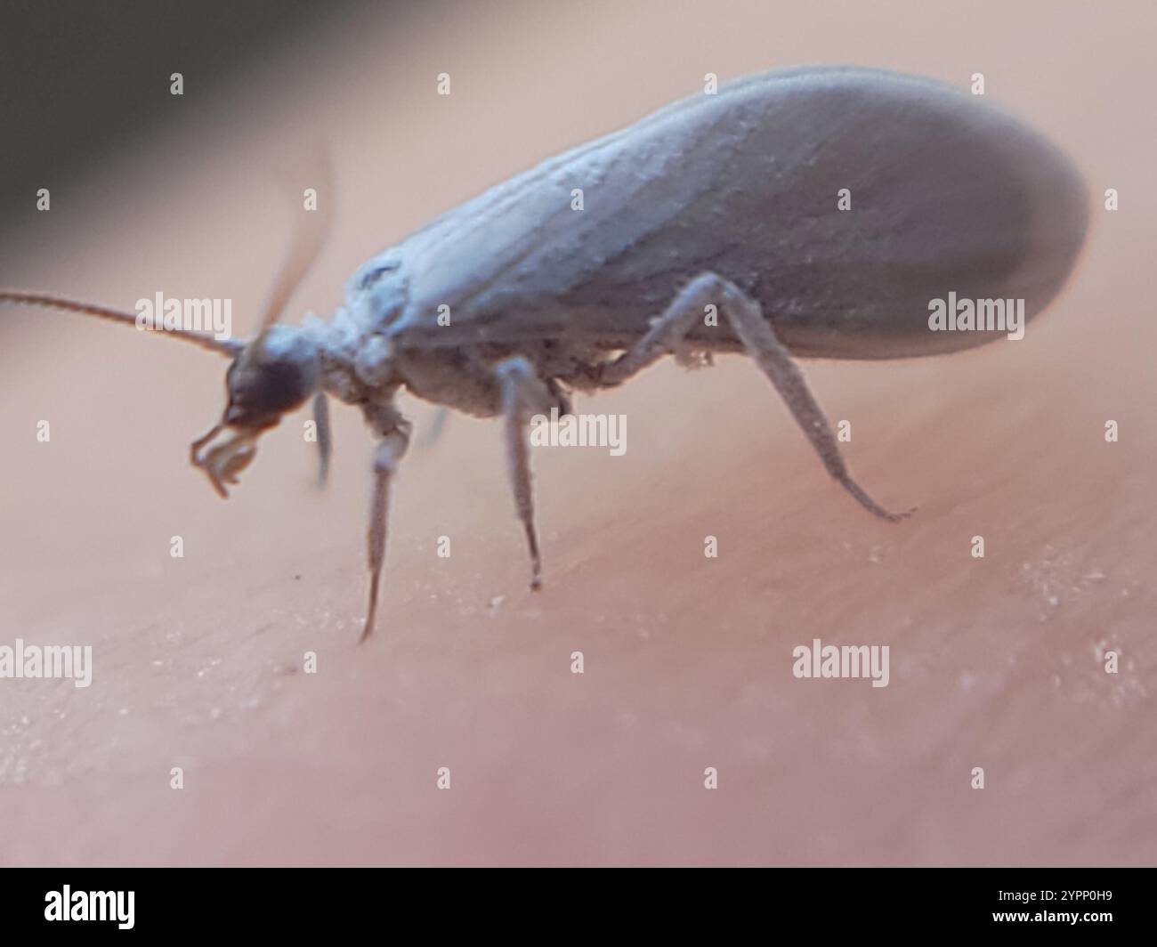 Dusty-winged Lacewings (Coniopterygidae Stock Photo - Alamy