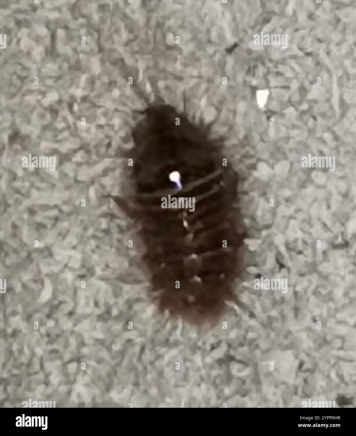 Museum Beetle (Anthrenus museorum Stock Photo - Alamy