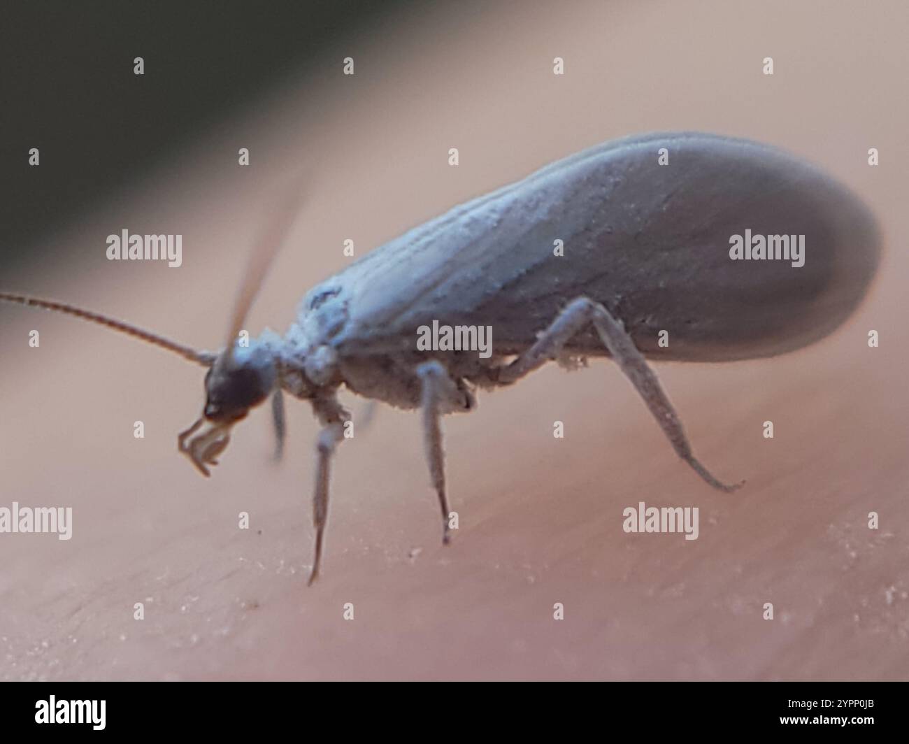 Dusty-winged Lacewings (Coniopterygidae Stock Photo - Alamy