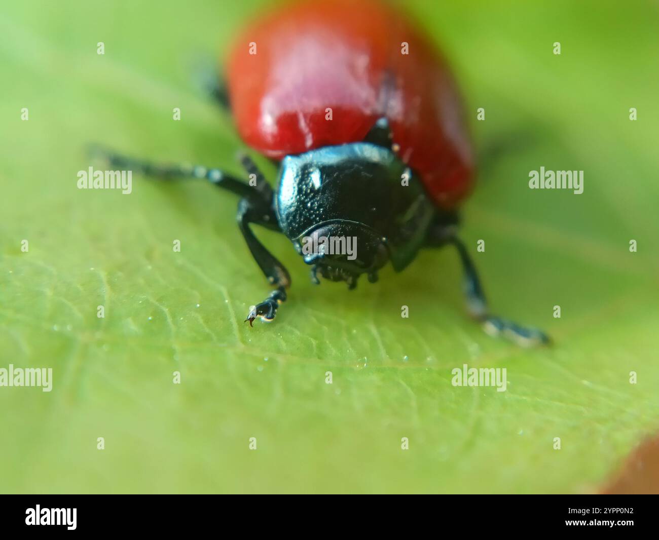 Chrysolina grossa hi-res stock photography and images - Alamy