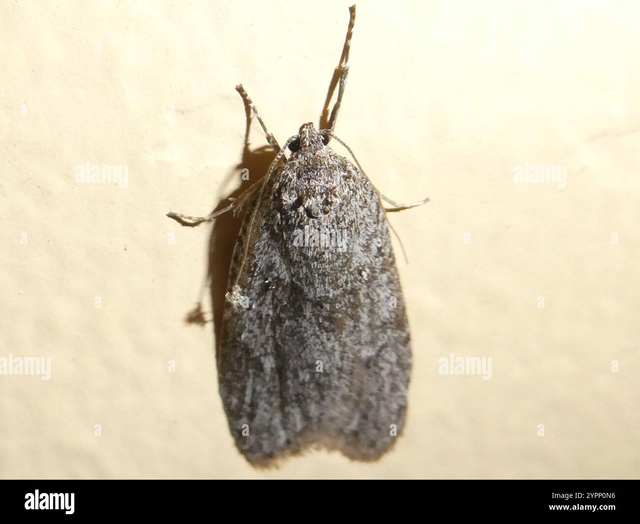 Flat-bodied moths (Depressariidae Stock Photo - Alamy
