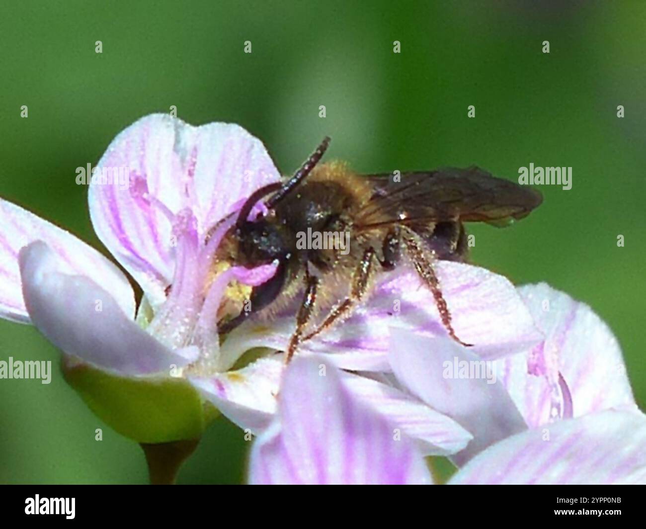 Mining Bees (Andrena Stock Photo - Alamy