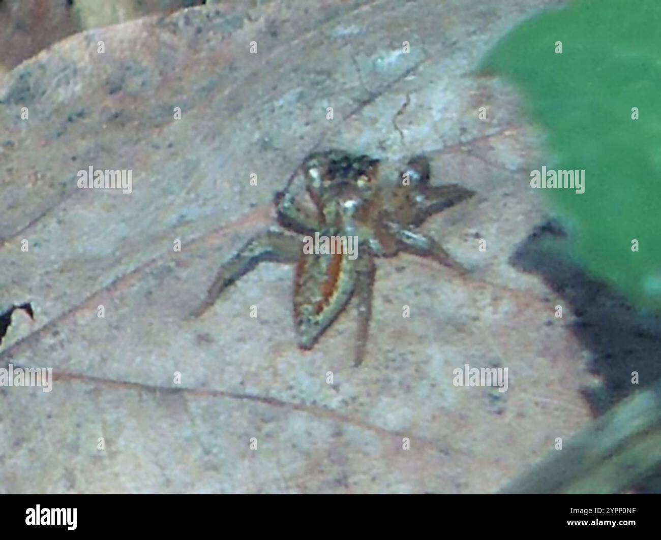 Dimorphic Jumping Spider (Maevia inclemens Stock Photo - Alamy