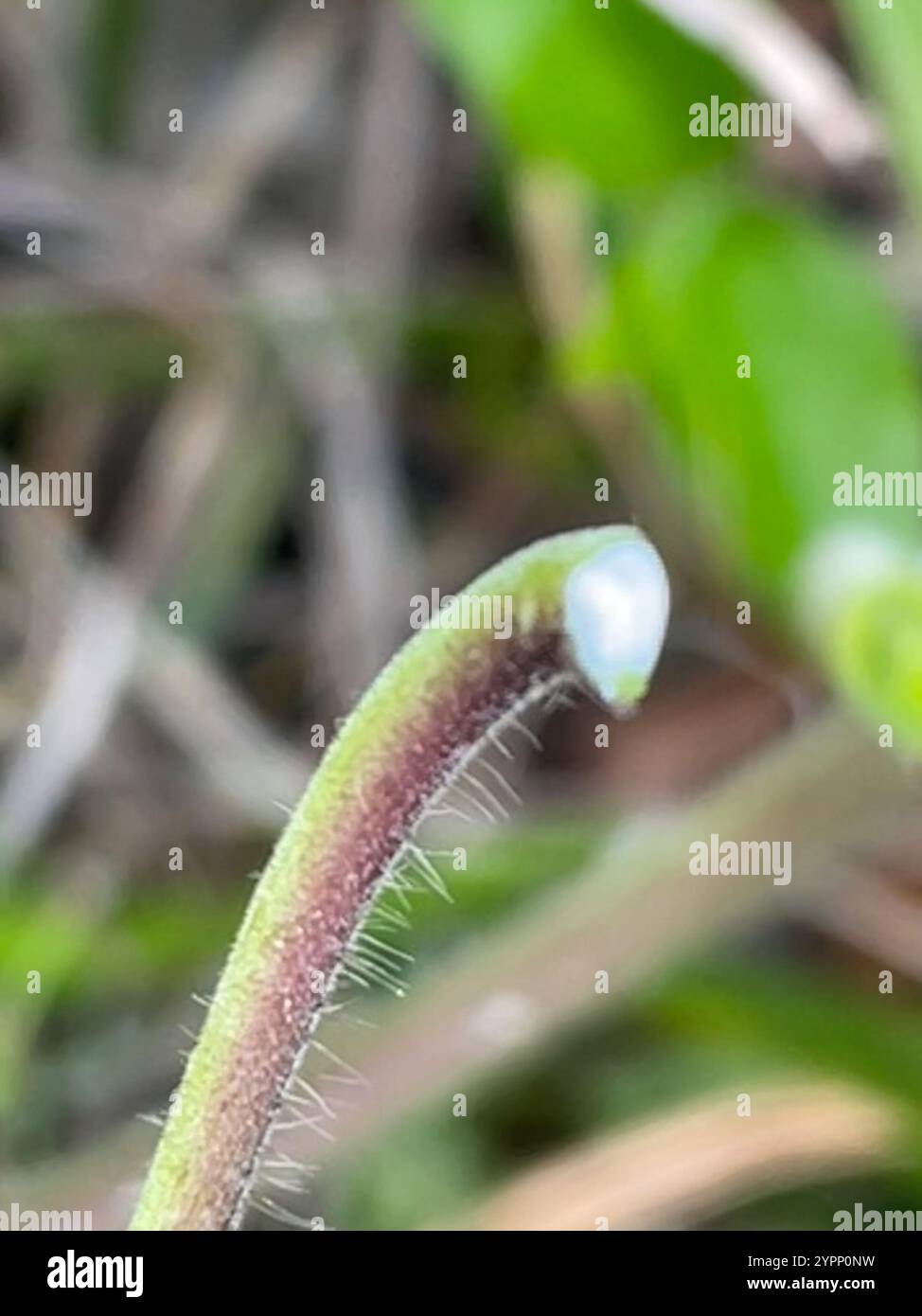 Matelea carolinensis hi-res stock photography and images - Alamy