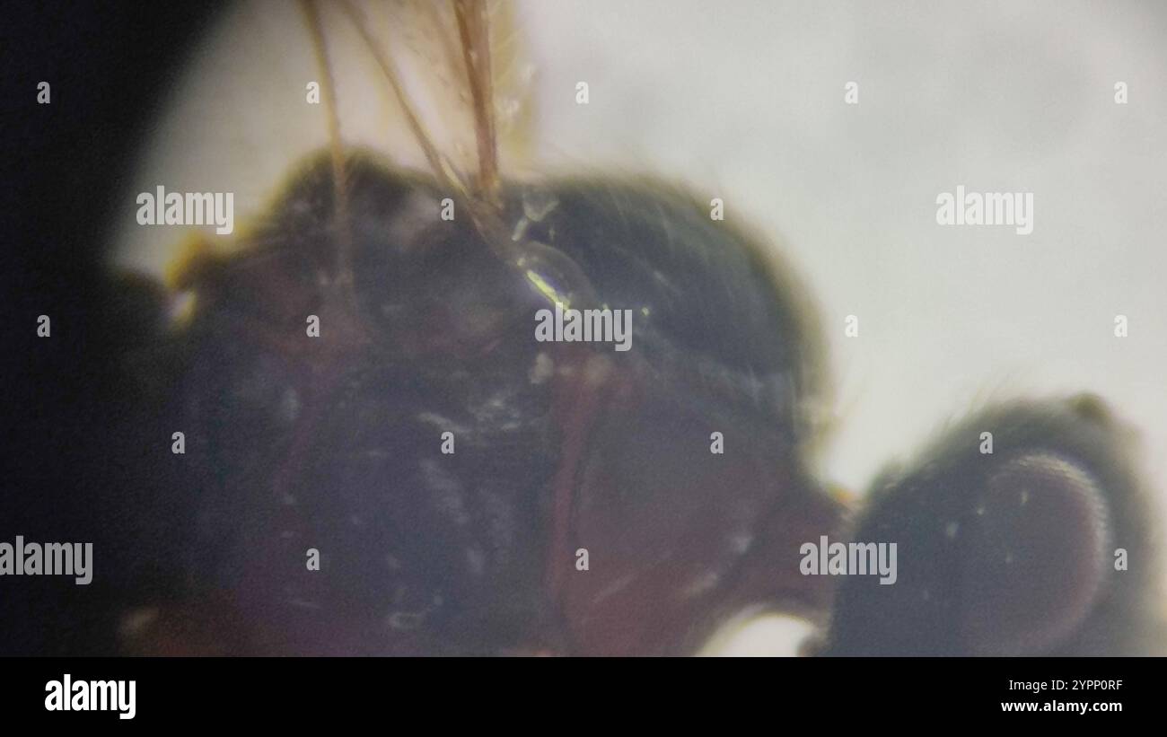 Miota hi-res stock photography and images - Alamy