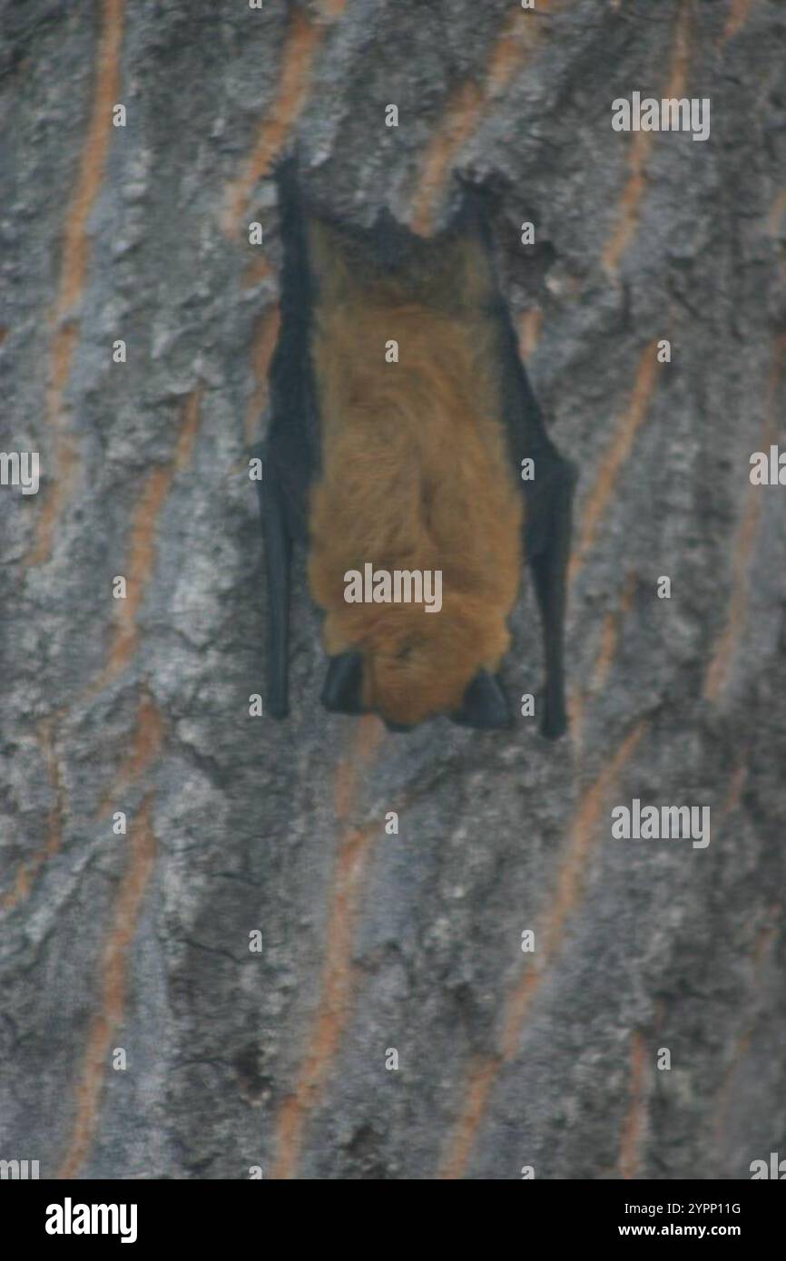 Mouse-eared Bats (Myotis Stock Photo - Alamy