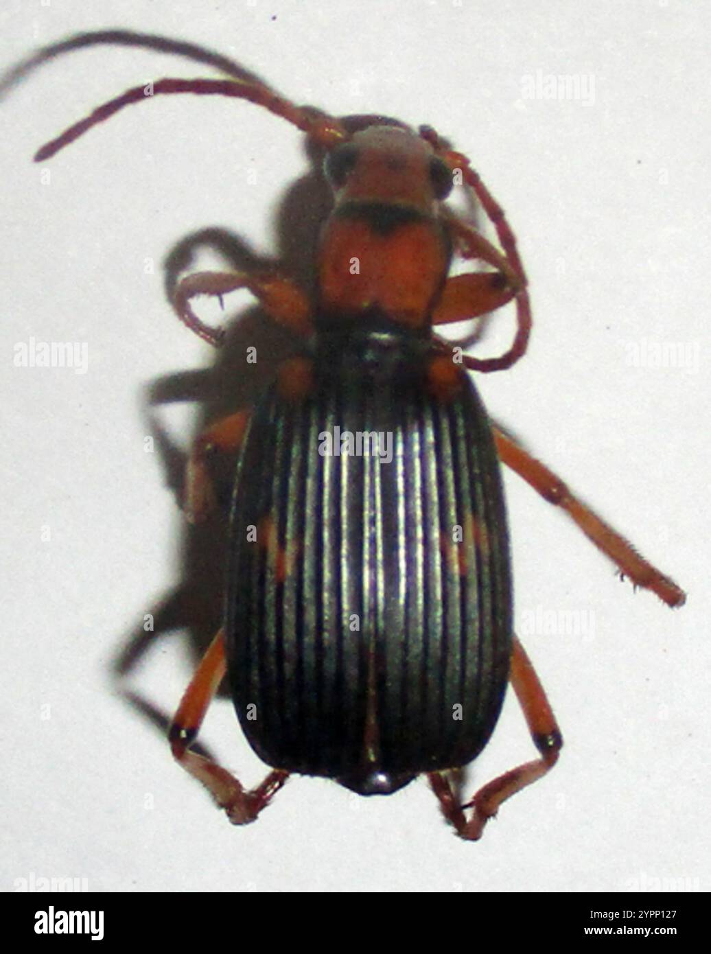 Pheropsophus hi-res stock photography and images - Alamy