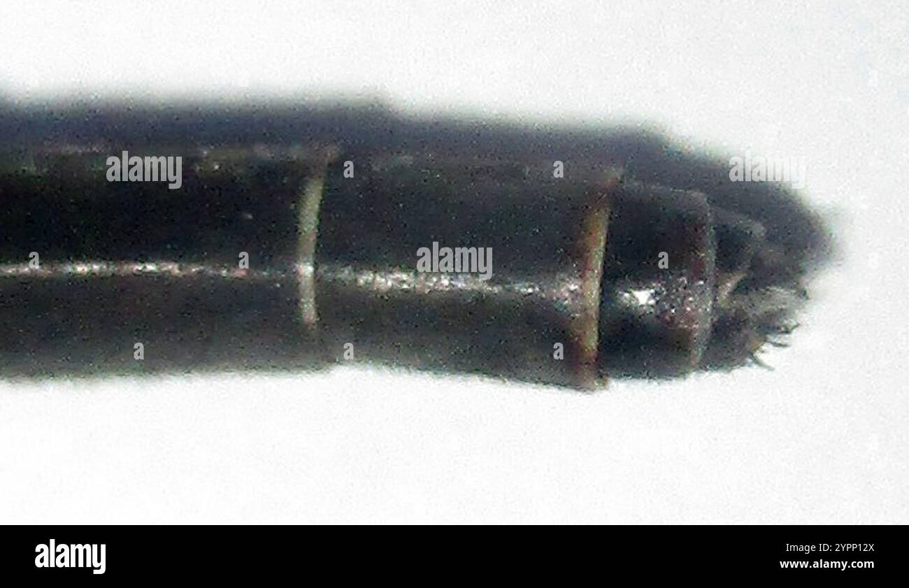 Trapping pit hi-res stock photography and images - Alamy