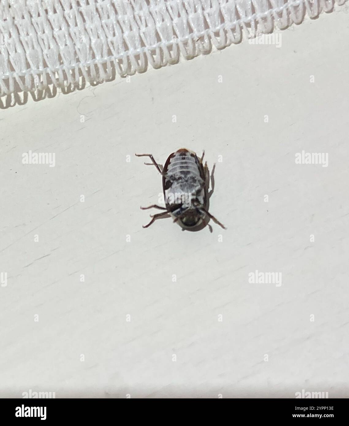 Hide Beetle (Dermestes maculatus Stock Photo - Alamy