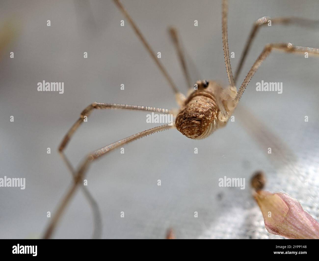 Spring Harvestman (Rilaena triangularis Stock Photo - Alamy
