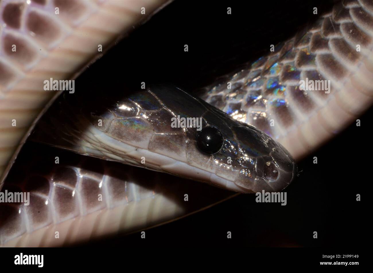 Western Forest File Snake (Mehelya poensis Stock Photo - Alamy