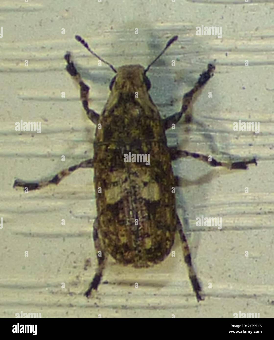 Marbled Fungus Weevil (Euparius marmoreus Stock Photo - Alamy