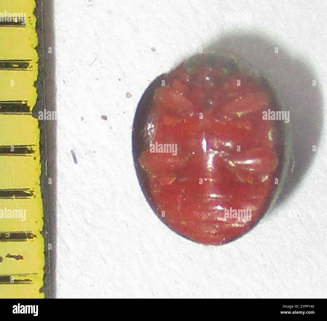 South African Scale-eating Lady Beetle (Novius iceryae Stock Photo - Alamy