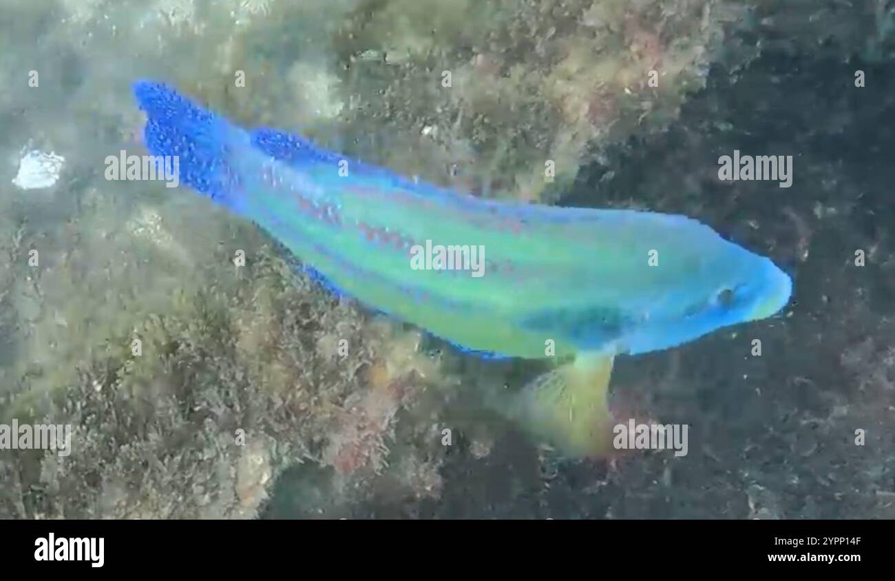 East Atlantic Peacock Wrasse (Symphodus tinca Stock Photo - Alamy