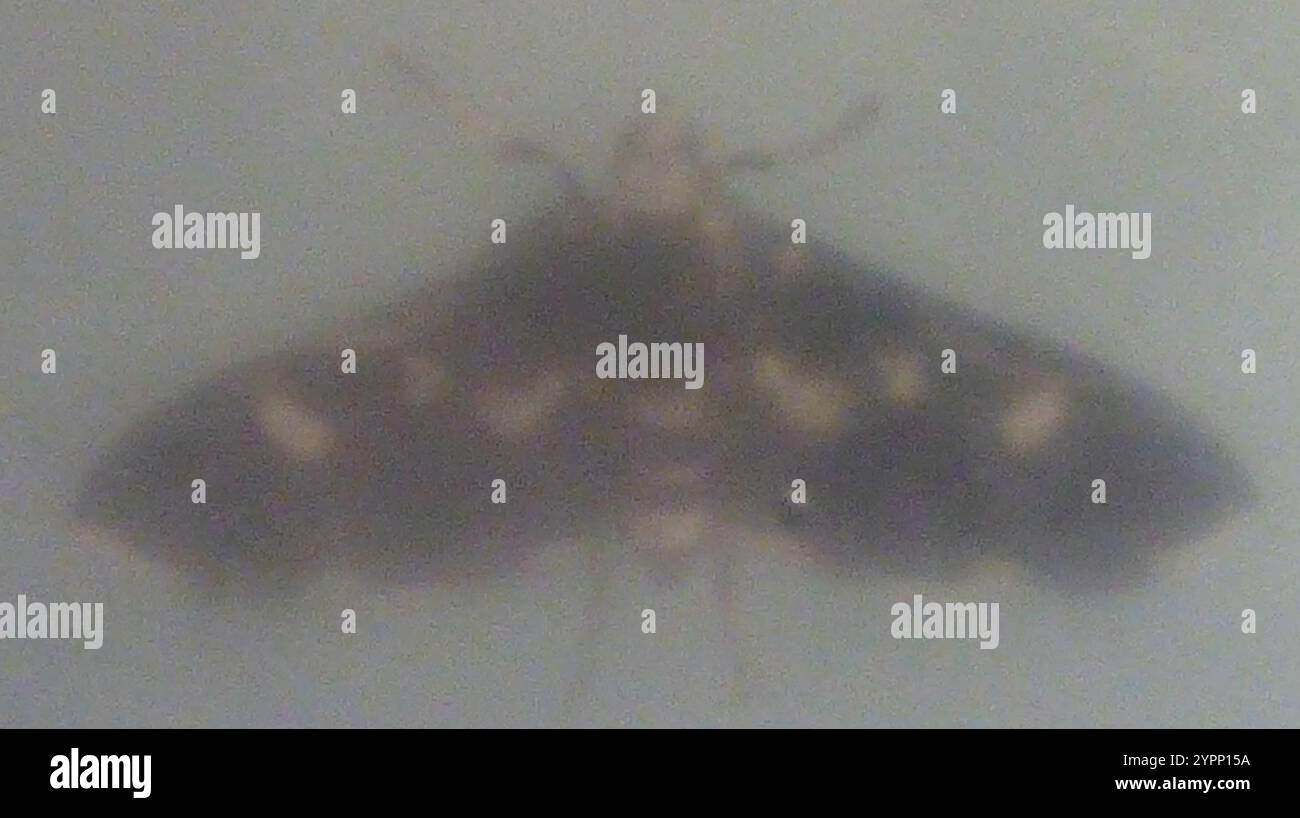 Grape Leafroller Moth (Desmia maculalis Stock Photo - Alamy