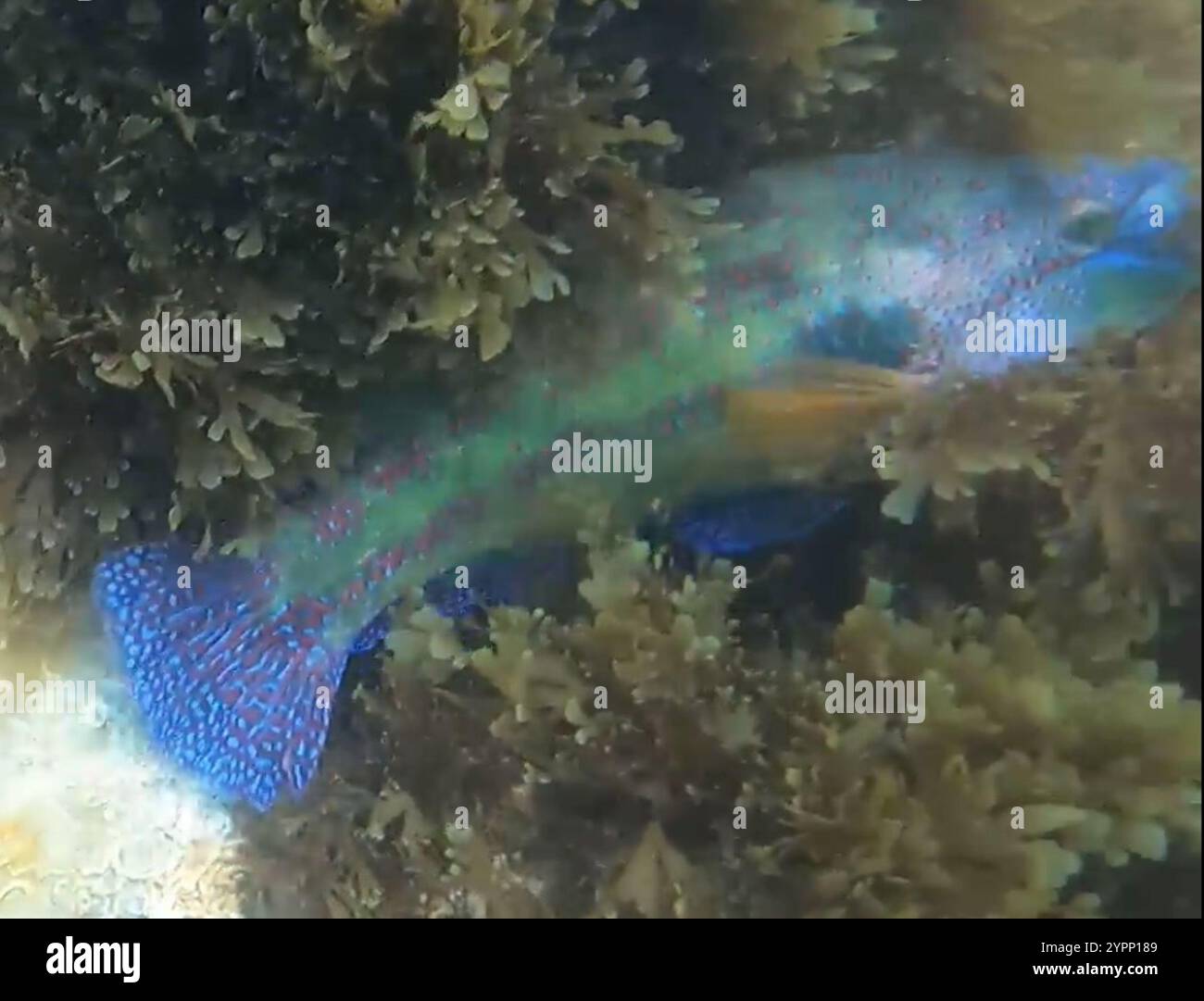East Atlantic Peacock Wrasse (Symphodus tinca Stock Photo - Alamy