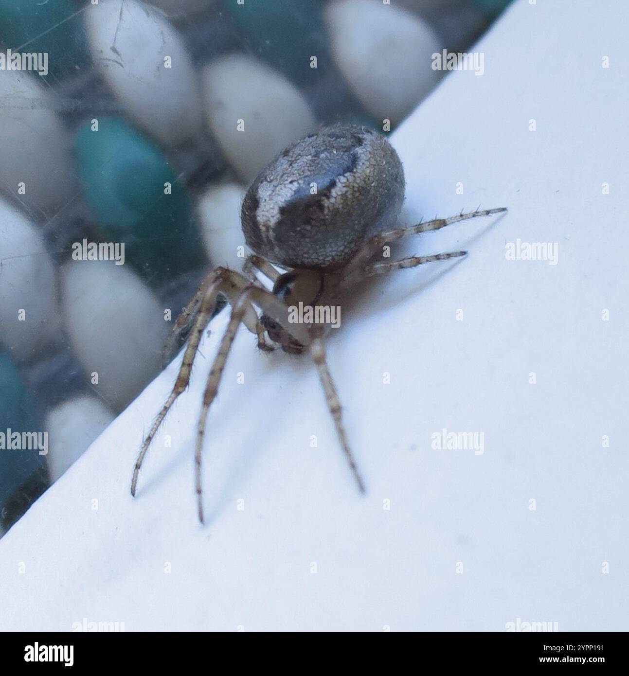 Silver-sided Sector Spider (Zygiella x-notata Stock Photo - Alamy