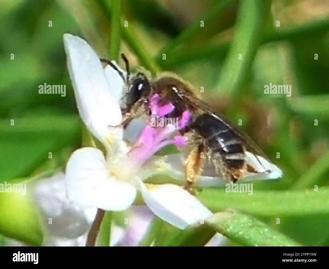 Mining Bees (Andrena Stock Photo - Alamy