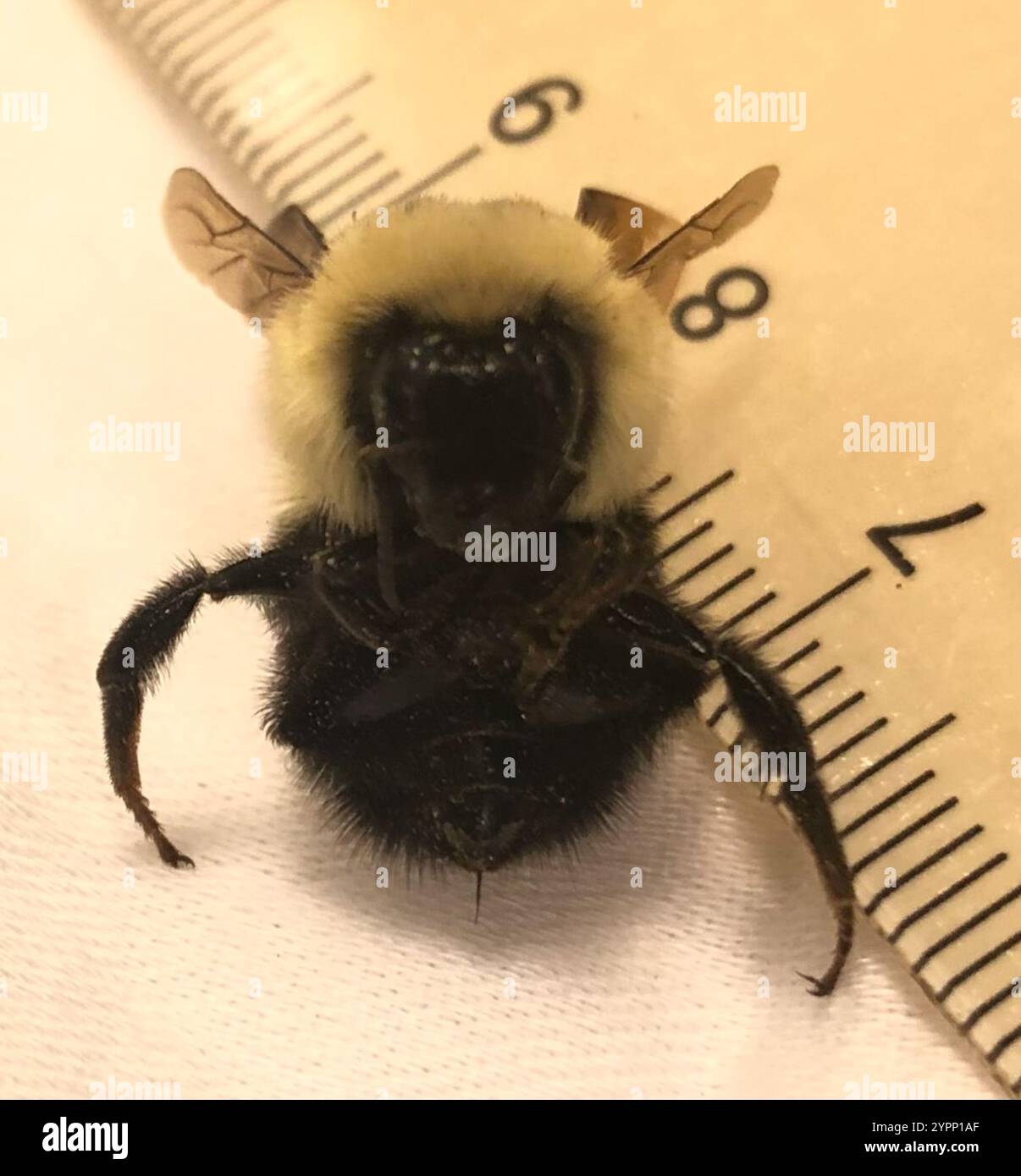 Two-spotted Bumble Bee (Bombus bimaculatus Stock Photo - Alamy