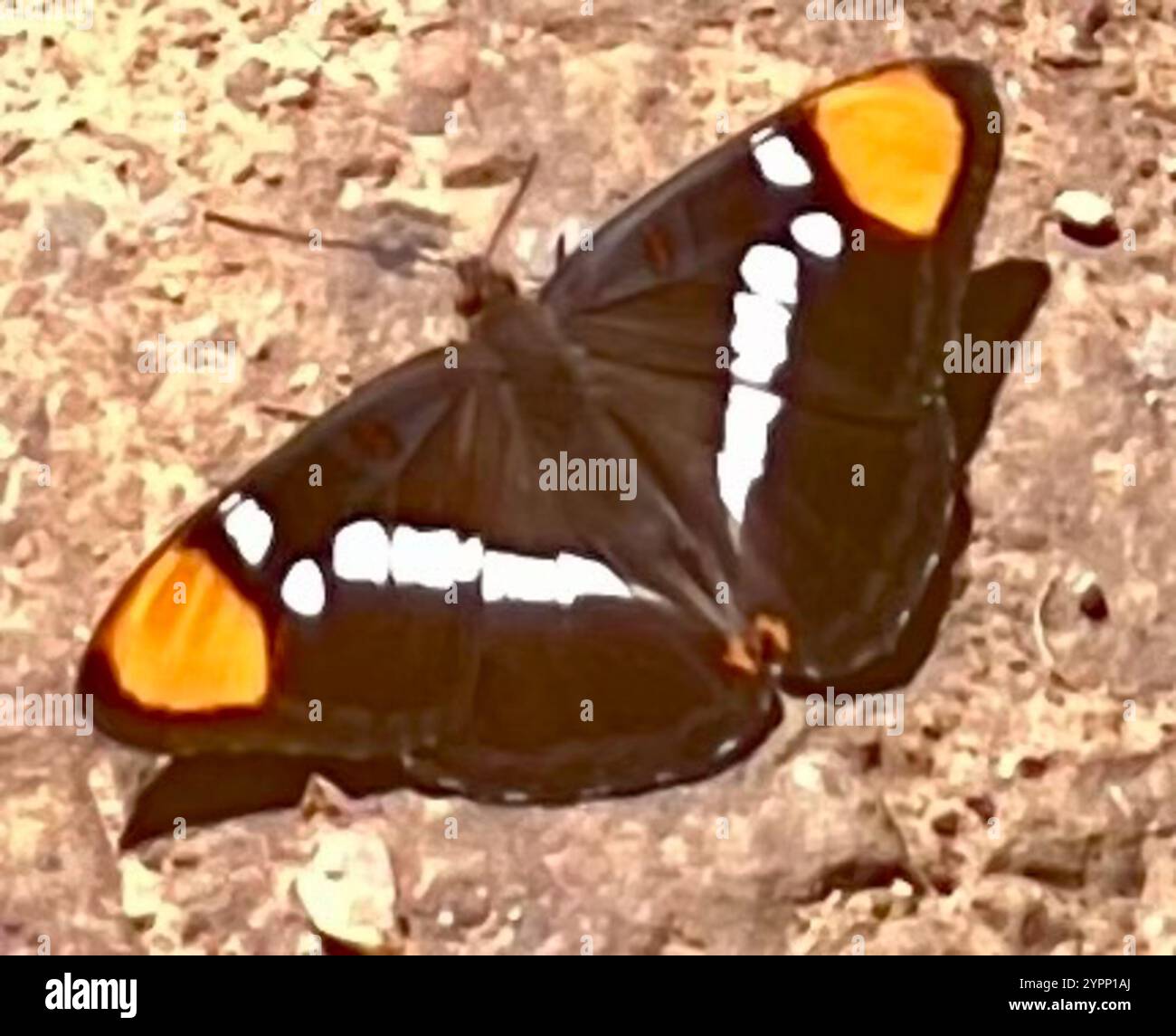 California Sister (Adelpha californica Stock Photo - Alamy