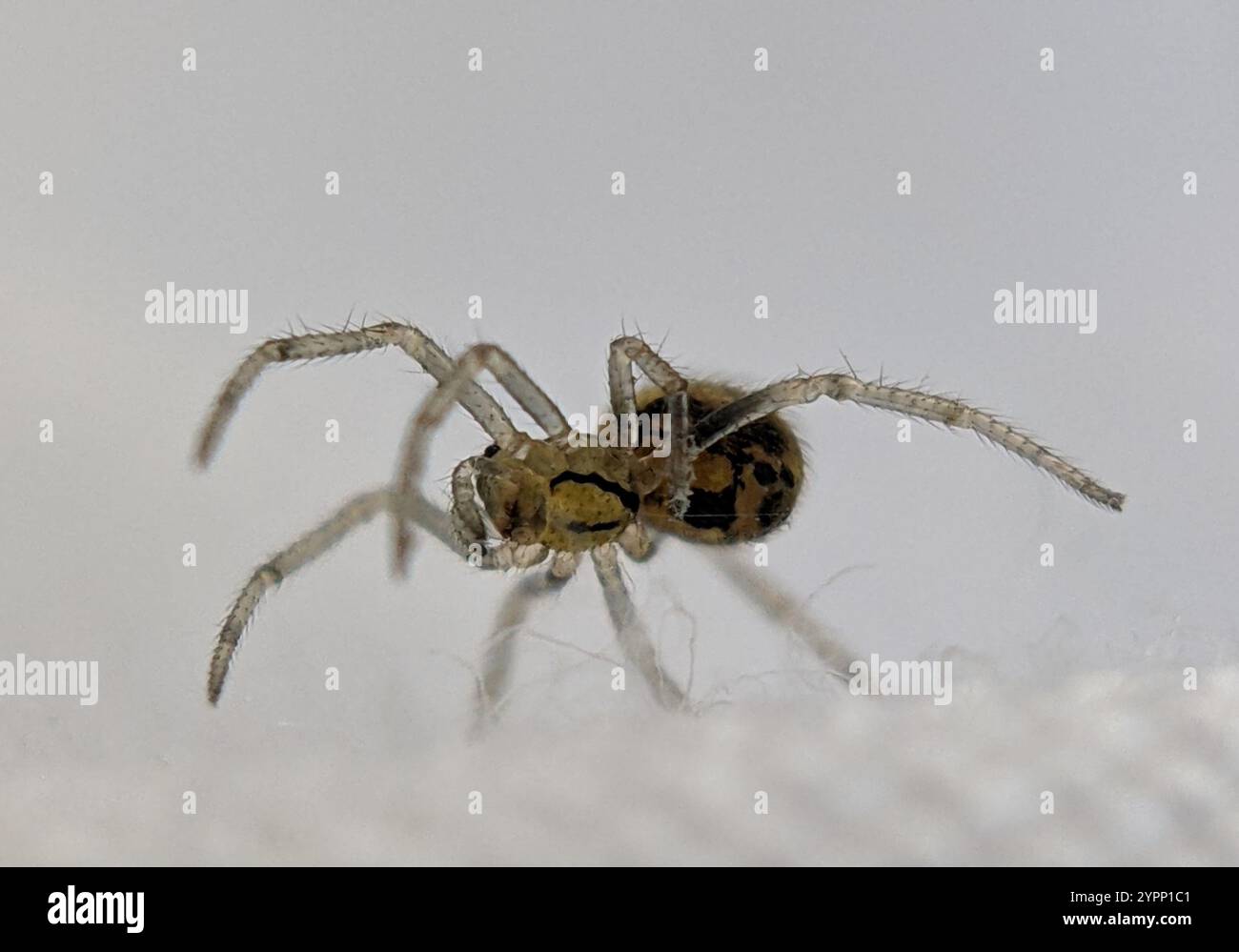 Candy-striped Spider complex (Enoplognatha ovata Stock Photo - Alamy