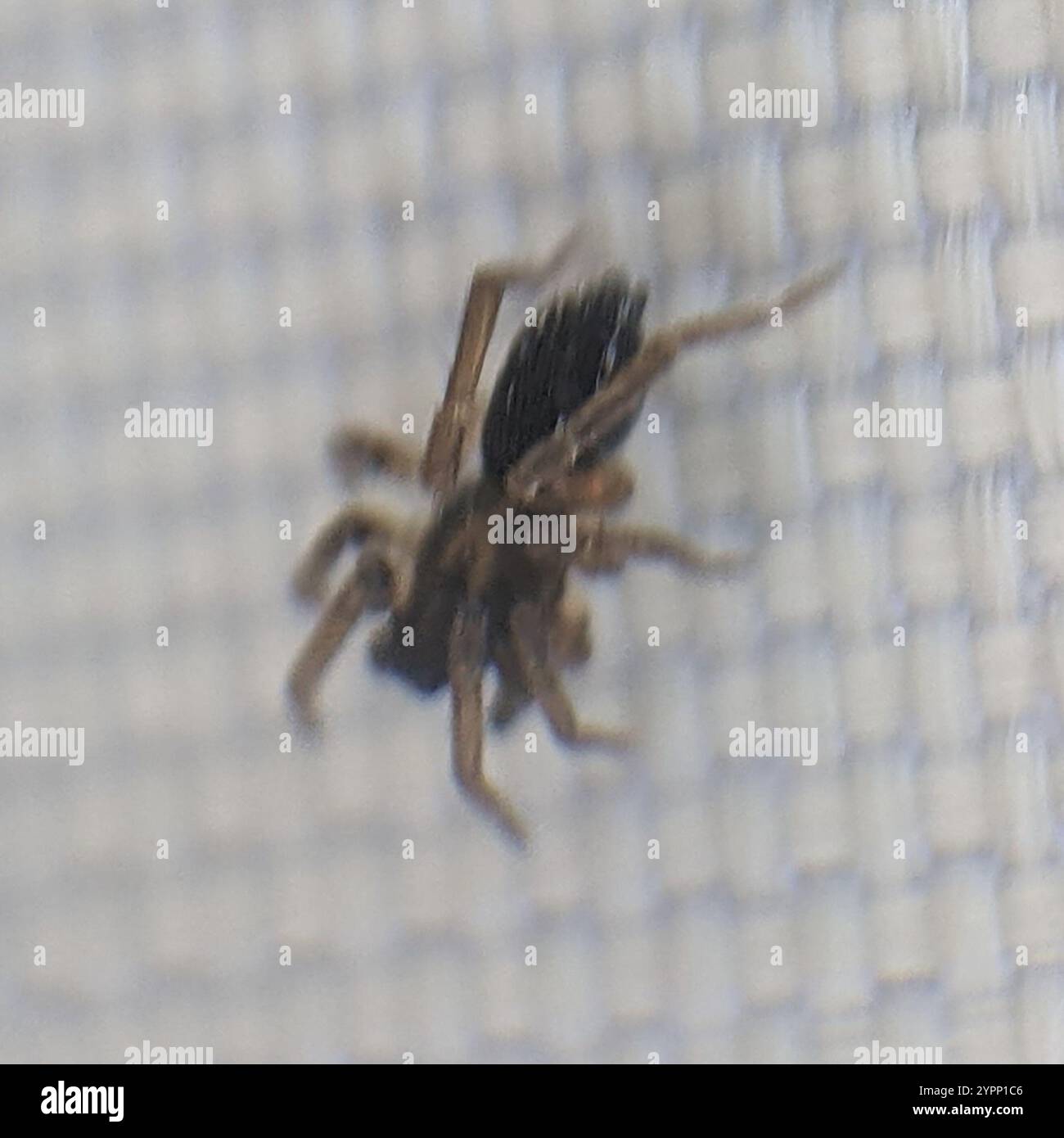 Typical Spiders (Araneomorphae Stock Photo - Alamy