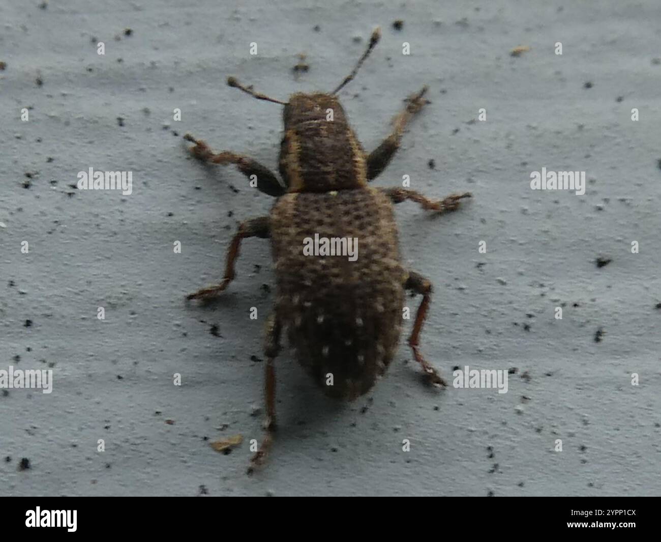 Clover Weevil (Sitona hispidulus Stock Photo - Alamy