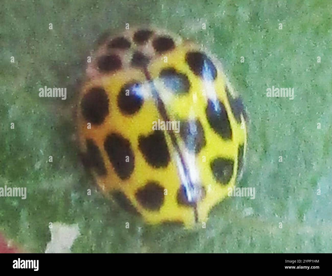 Fungus eating lady beetles hi-res stock photography and images - Alamy