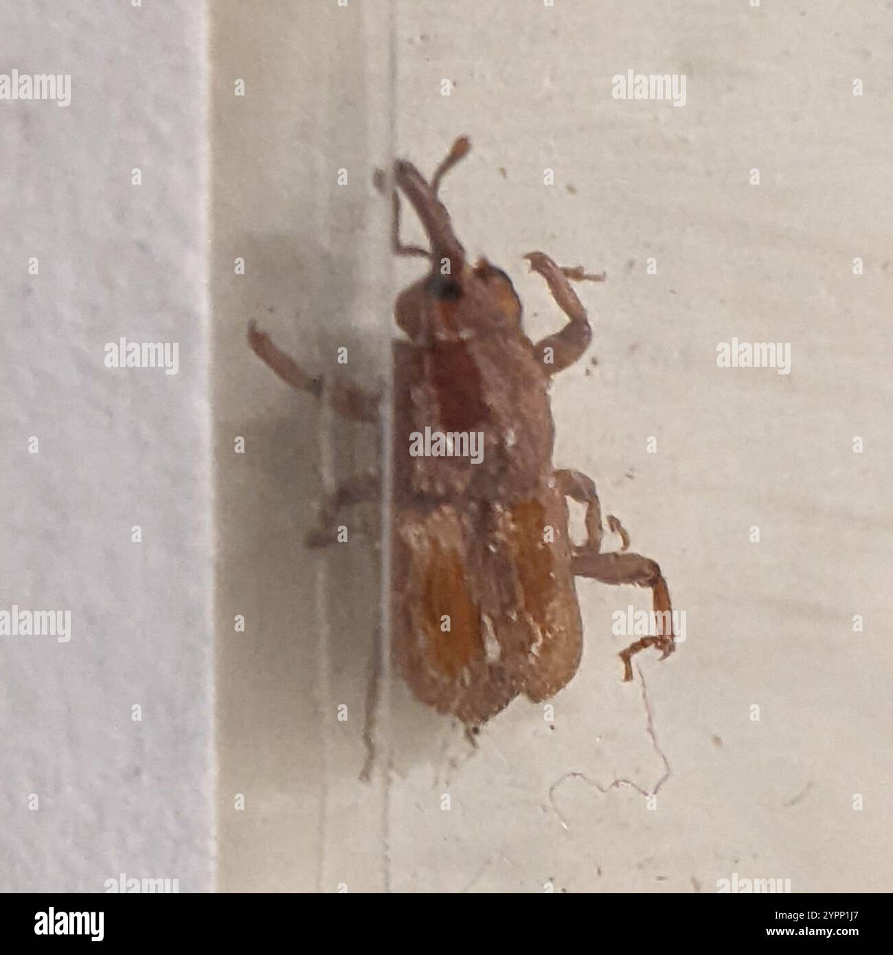 Grain Weevils (Sitophilus Stock Photo - Alamy