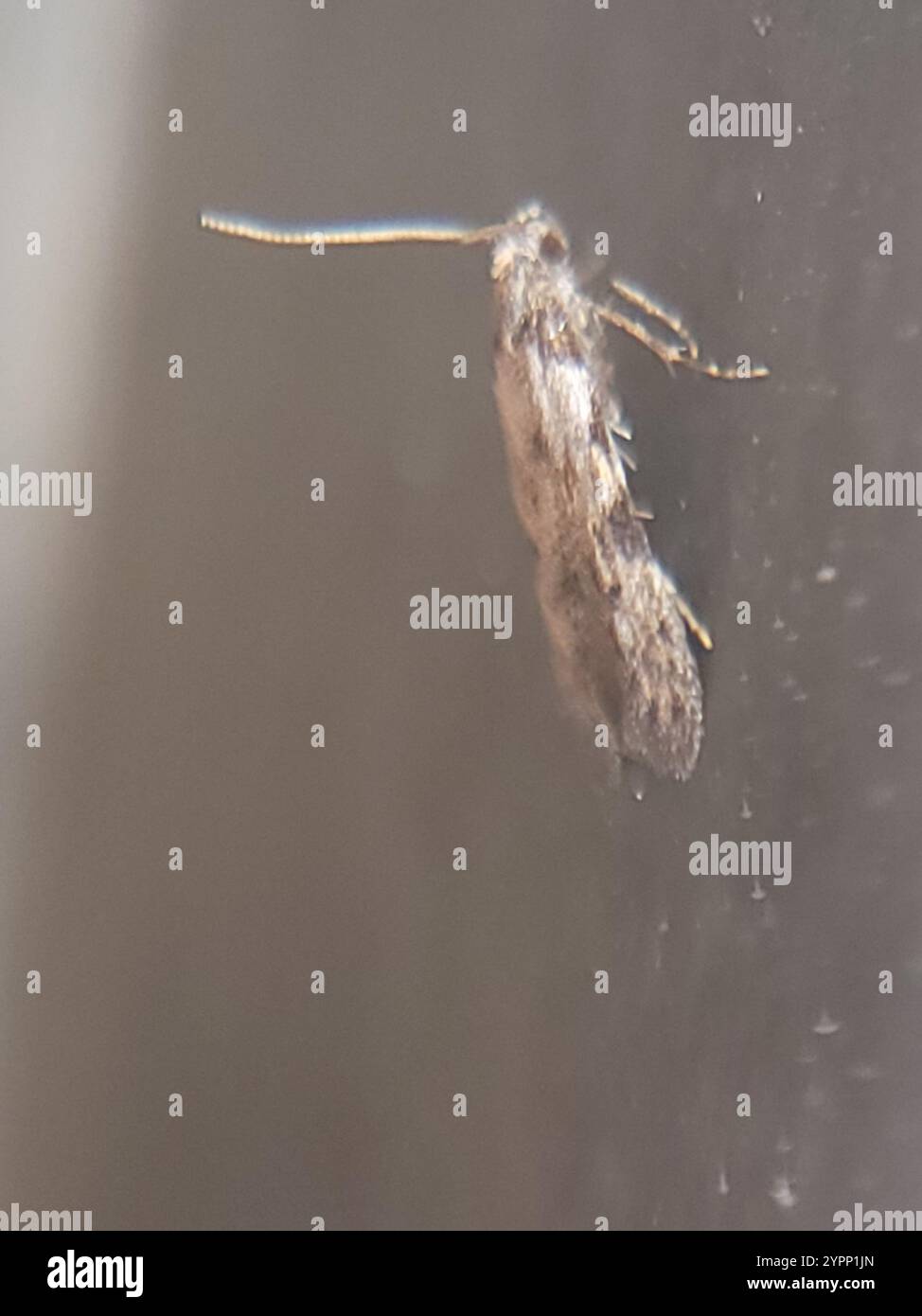 Curved-horn Moths (Gelechioidea Stock Photo - Alamy