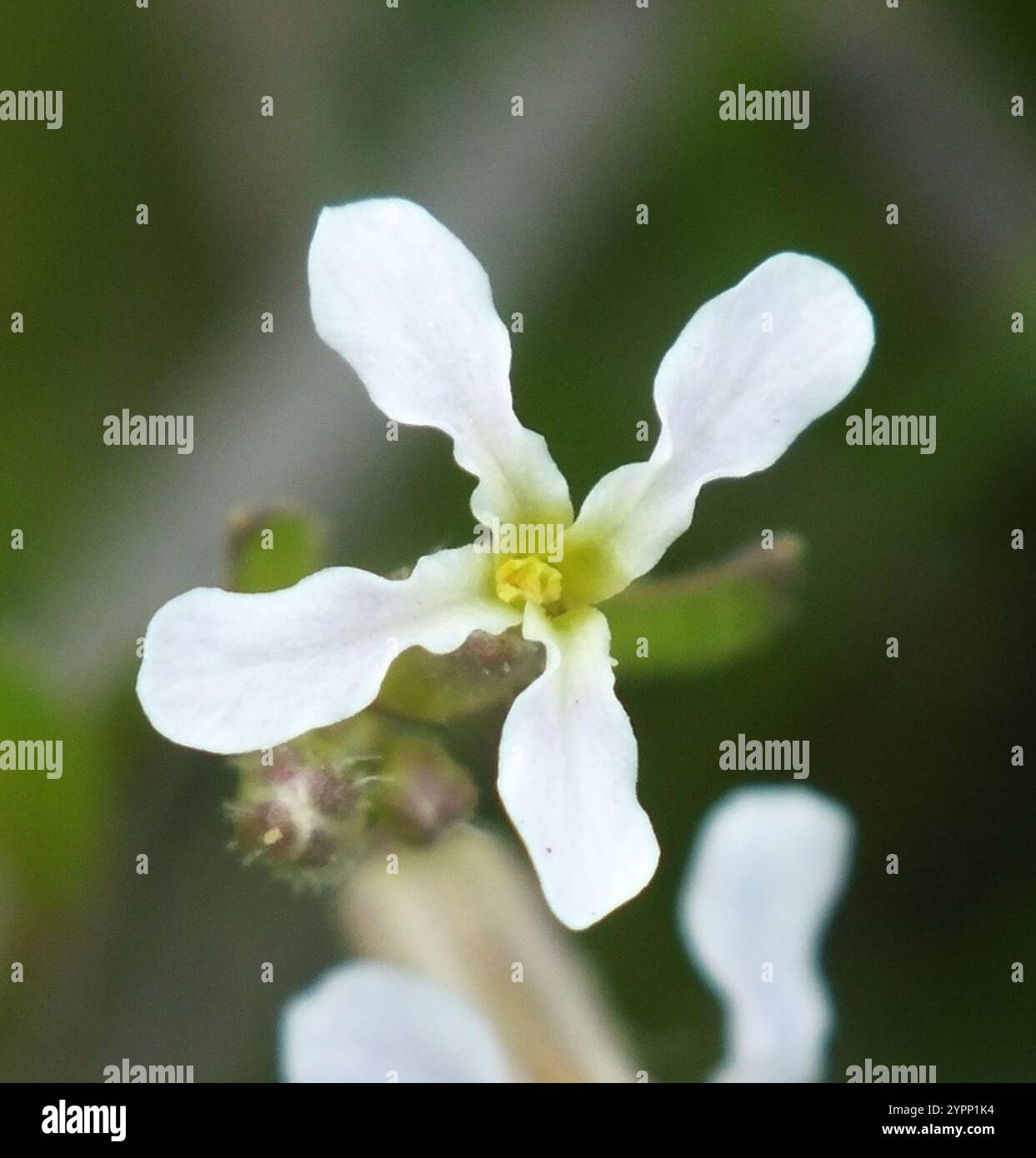 Chorispora tenella hi-res stock photography and images - Alamy