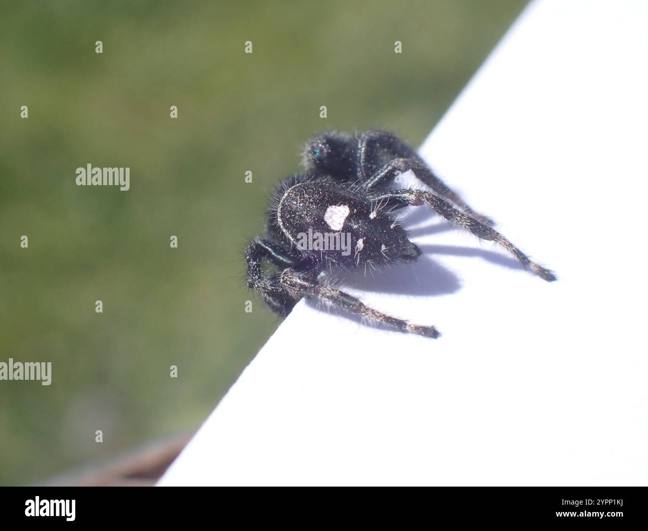 Bold Jumping Spider (Phidippus audax Stock Photo - Alamy